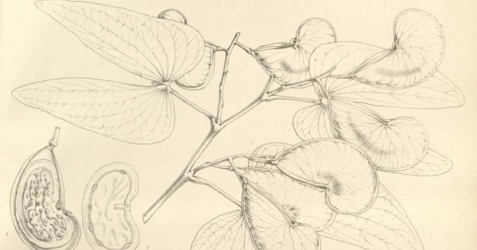 Earth and Space News: Southern African Mopane Tree Botanical ...