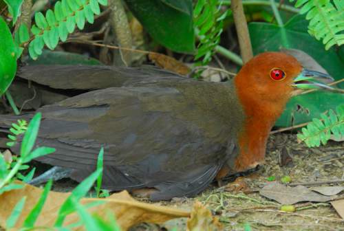 Slaty-legged crake | Birds of India | Bird World