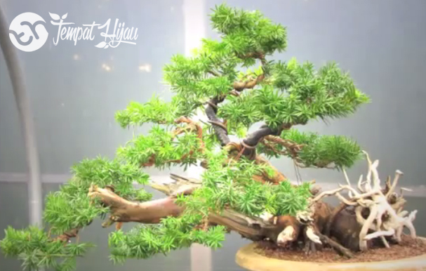 Mengenal Apa Itu Bonsai? | ujicoba