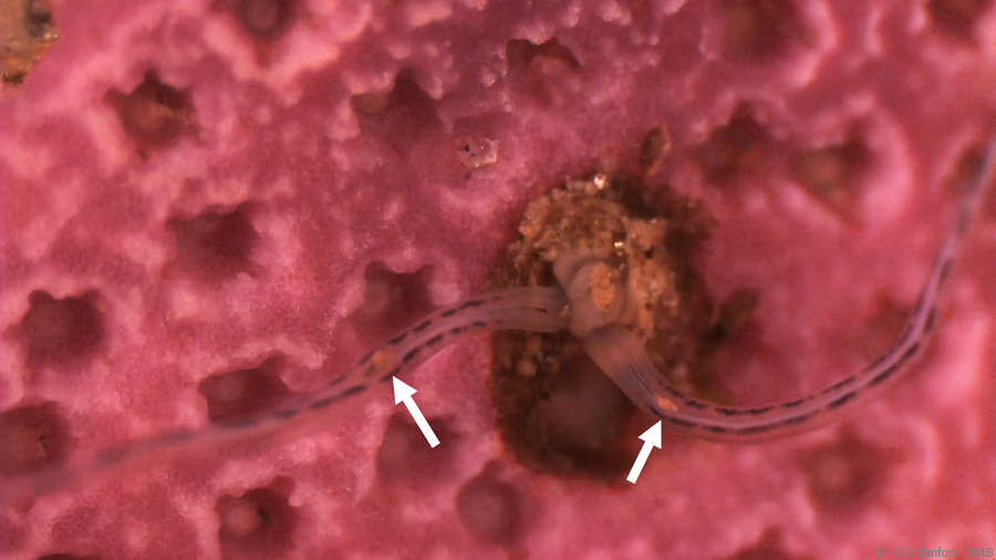 The Natural History of Bodega Head: Polydora the Explorer