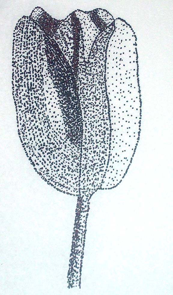 Ms. Pasco's Art Class: 6th grade - Stippling