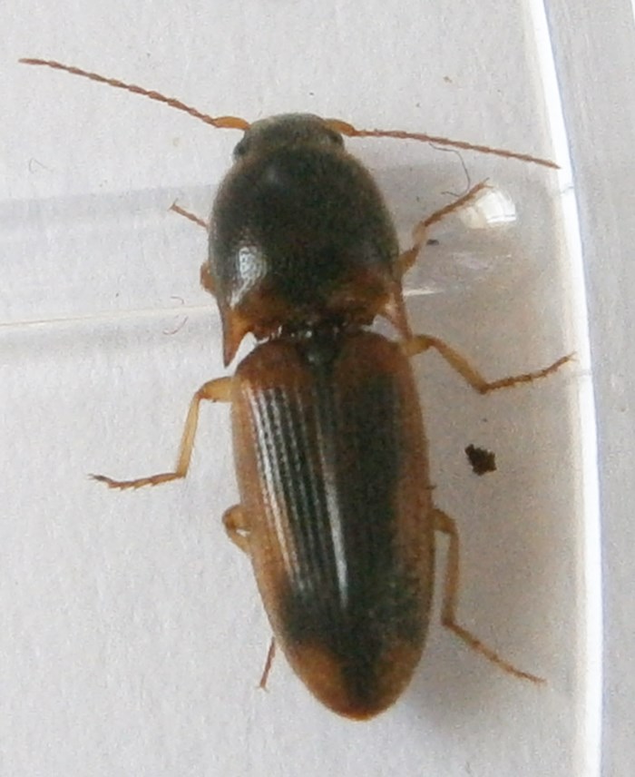 Invertebrate Dude: Darkling & Click Beetle Stuff