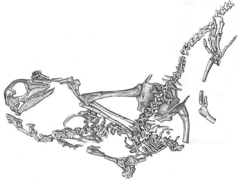 Blog de la Vida Prehistórica: Araeoscelis