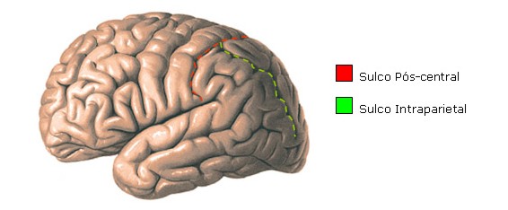 ÁLCOOL É DROGA: Sulcos e Giros