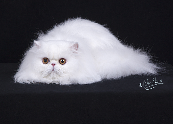 Summertime Cattery: George Michael, gorgeous as ever