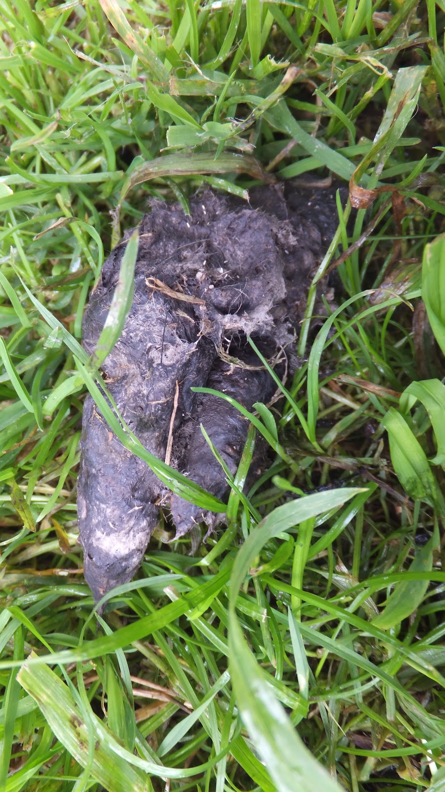 Preston Montford Field Centre: Poo