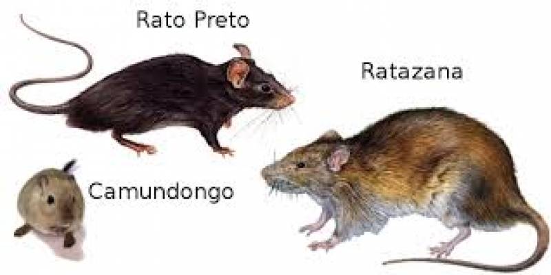 Perreco Furado: VENENOS PARA MATAR RATOS