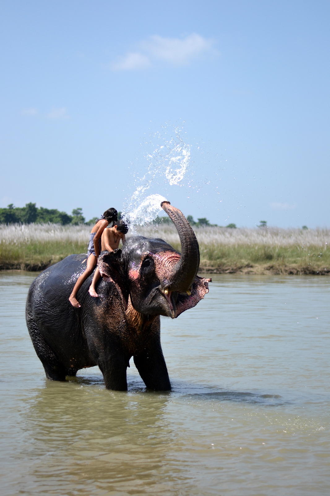 les yeux débridés: Y'avait des cro-co-diles...