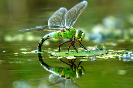 Capung, makhluk ALLAH penilai kualitas air | Dugem Center