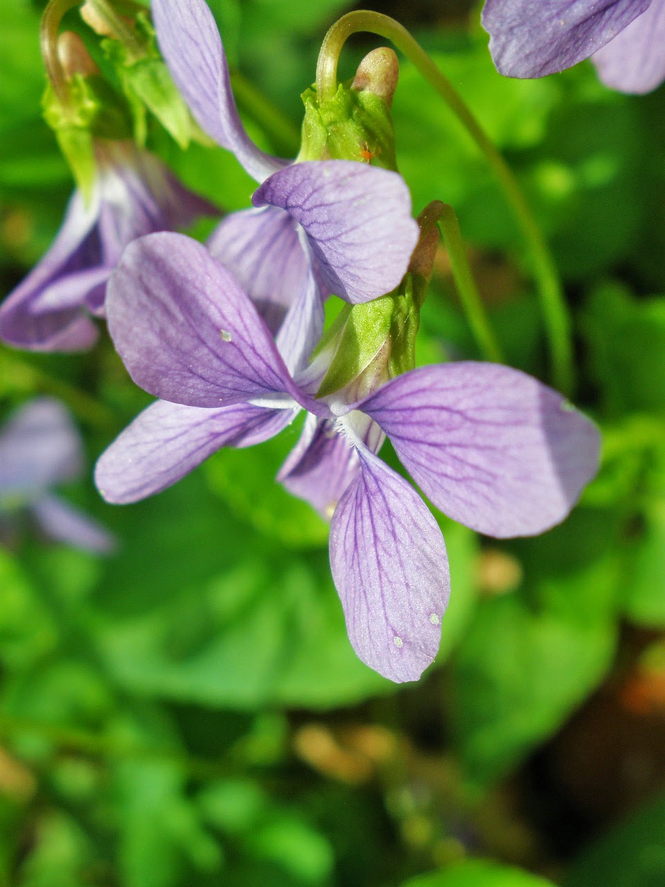 MARIETTE'S BACK TO BASICS: {Our Wild Violets}