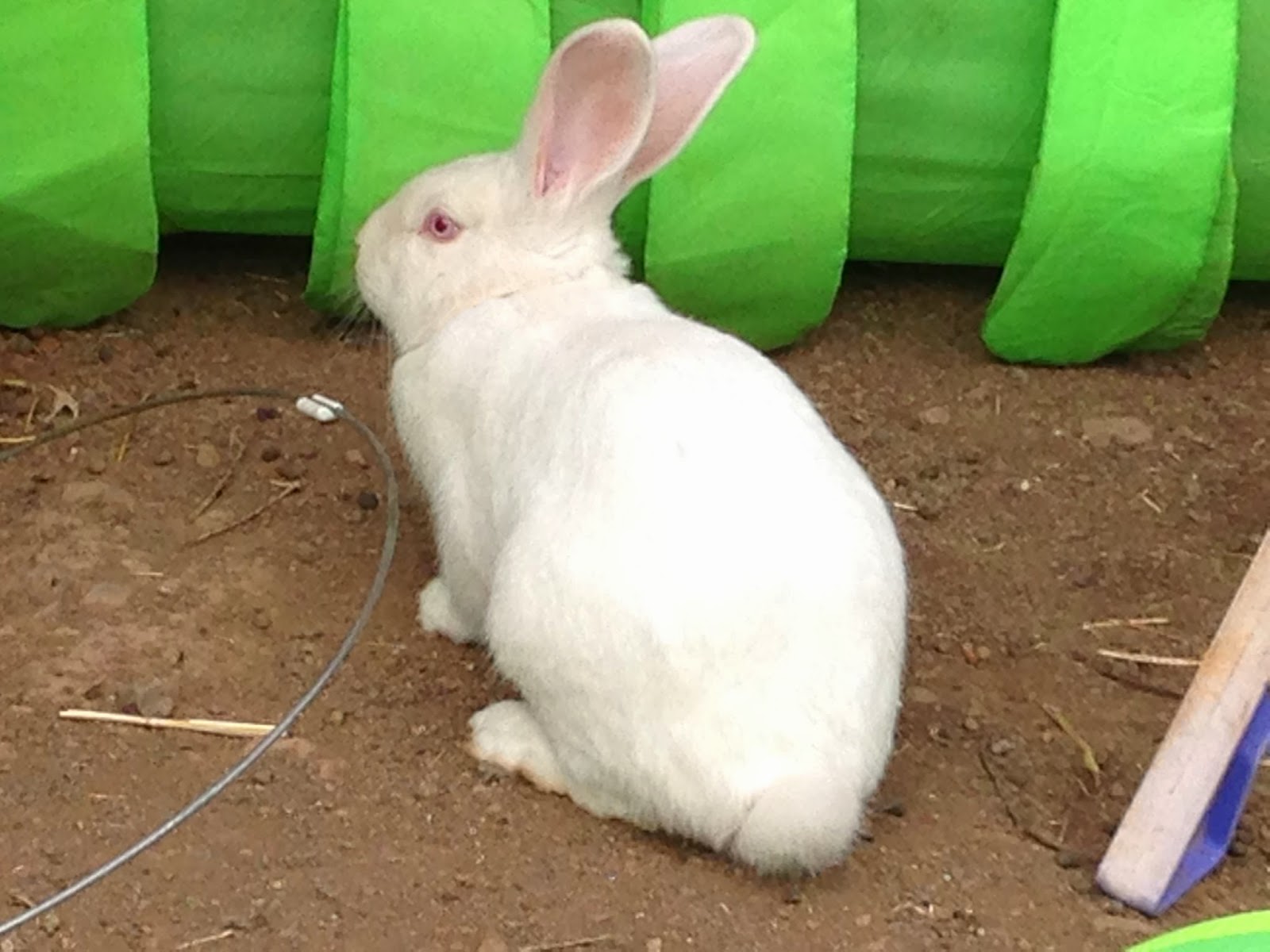 Rabbit Rescue Sanctuary: Rabbits for Adoption