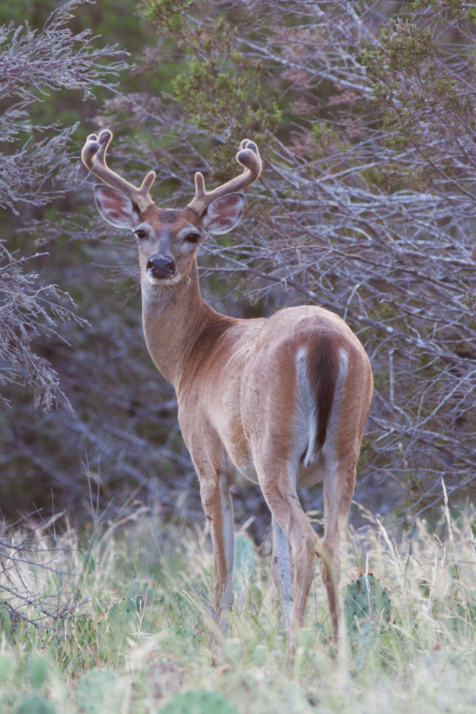 ANPP Animales y Plantas de Perú: Venado Cola Blanca