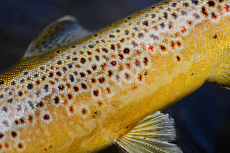 Living Fly Legacy: Neascus trematode: It's a Dam Shame