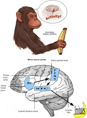 Mirroring Intelligence: The Mirrors in Our Brain