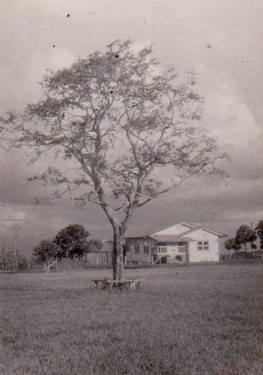 musings&mem'ries: The Inyam tree