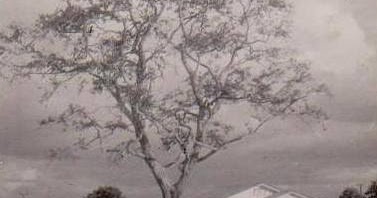 musings&mem'ries: The Inyam tree