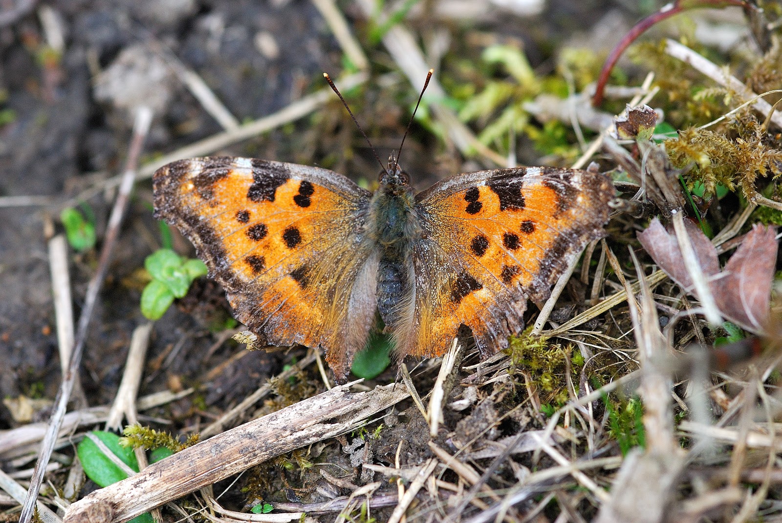 Butterfly Islands: The Isle of Wight Large Tortoiseshell