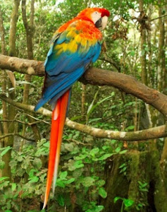 ANIMALES DE LA AMAZONIA: FAUNA DE LA AMAZONIA