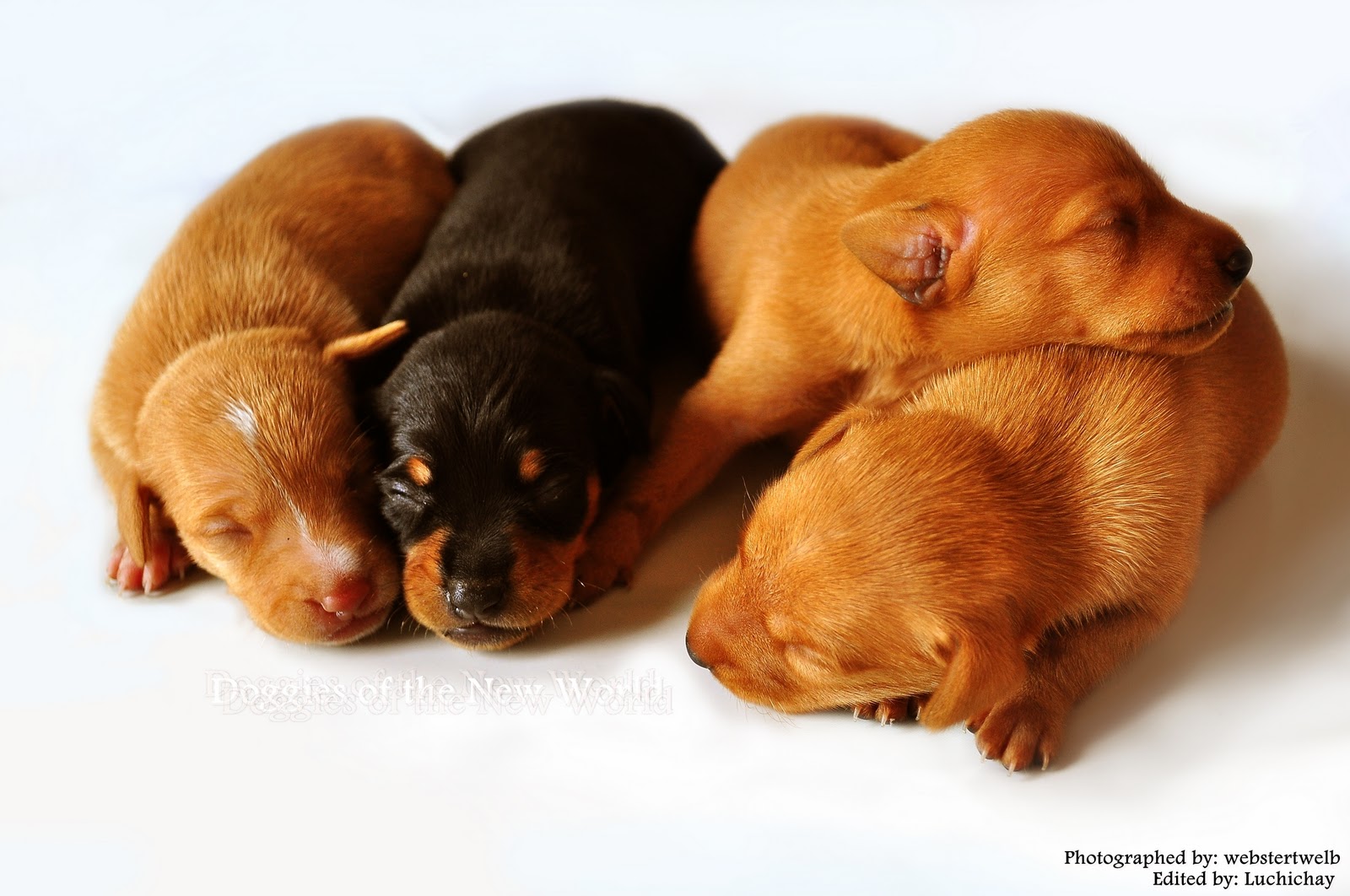 Doggies of the New World: Mini Pinscher Puppies
