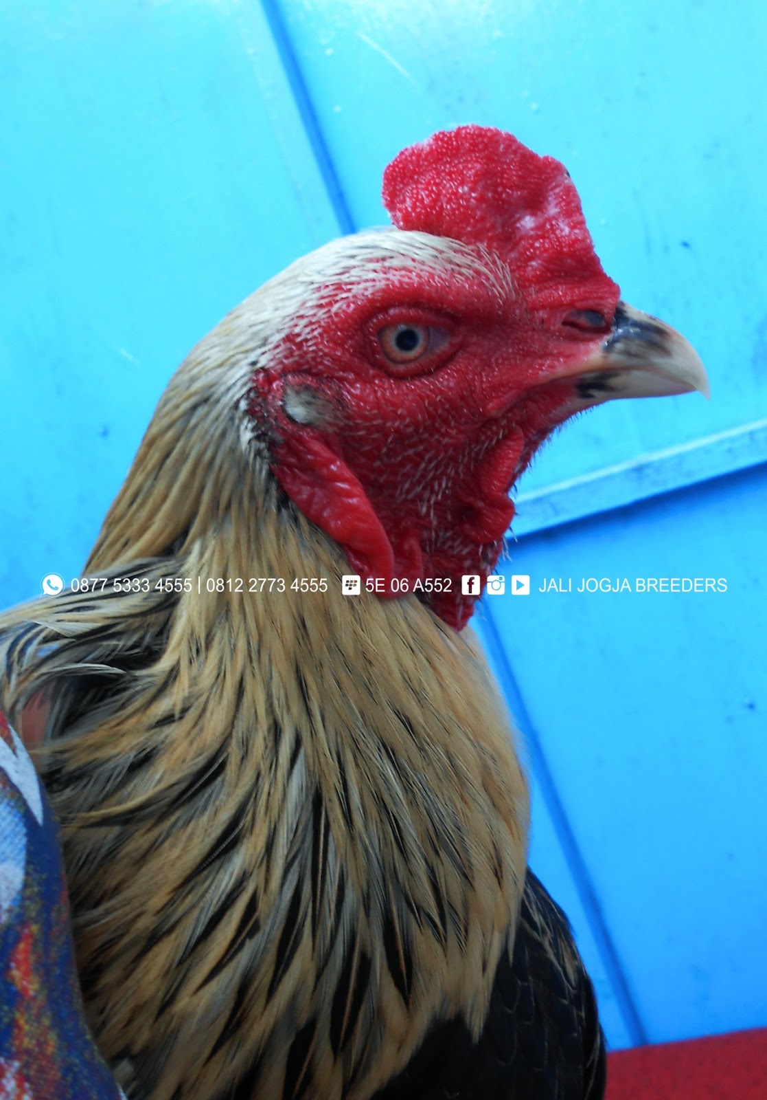 JALI JOGJA BREEDERS: GODDAM ( PAMA X PAKHOY )