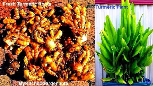 12 Best Anti-Aging Foods