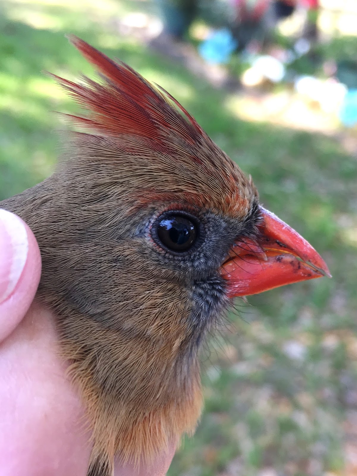 Bird Banding: Learning From Birds In-hand: February 15, 19, 20, and 21 ...