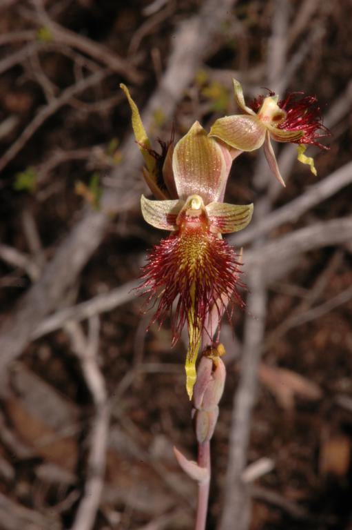 The Nature of Robertson: Beard Orchids (Calochilus sp)