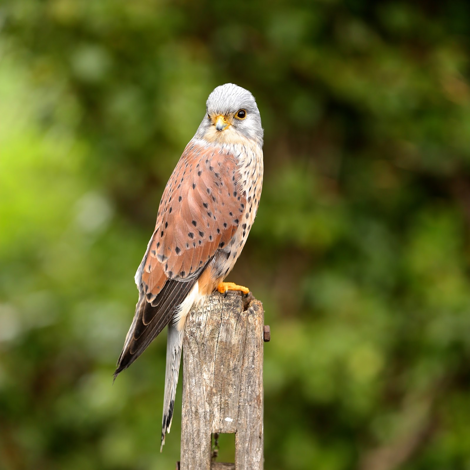 TrogTrogBlog: Bird of the week - Kestrel