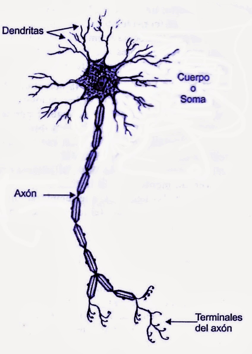 Metabolismo de la neurona