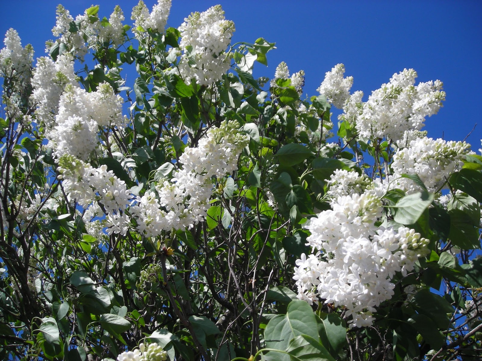 mit lille gods: Hvide syrener der blomstre i haven!