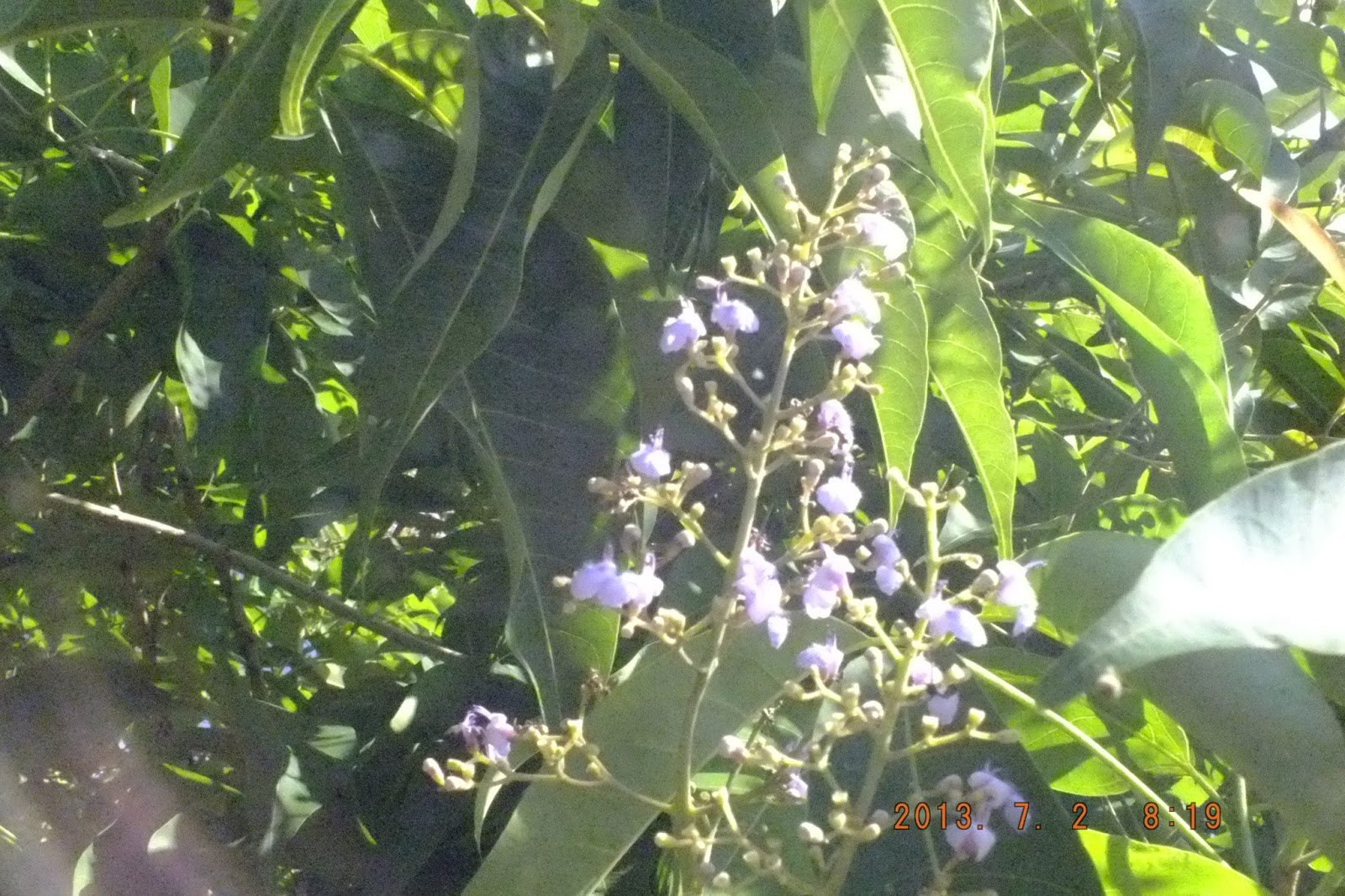 Photography with Dr. Ernie.: Bulaong tree #1 at Clarkfield, Pampanga