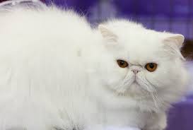 Perzijska dugodlaka i kratkodlaka mačka ~ Mačke