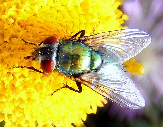 Síndrome Floral ~ Ciências e Biologia