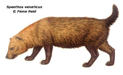 Argentina nativa: Zorro pitoco (Speothos venaticus)