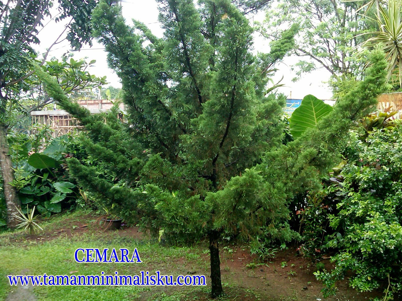 JENIS JENIS POHON CEMARA | JUAL TANAMAN HIAS MURAH | TUKANG TAMAN ...