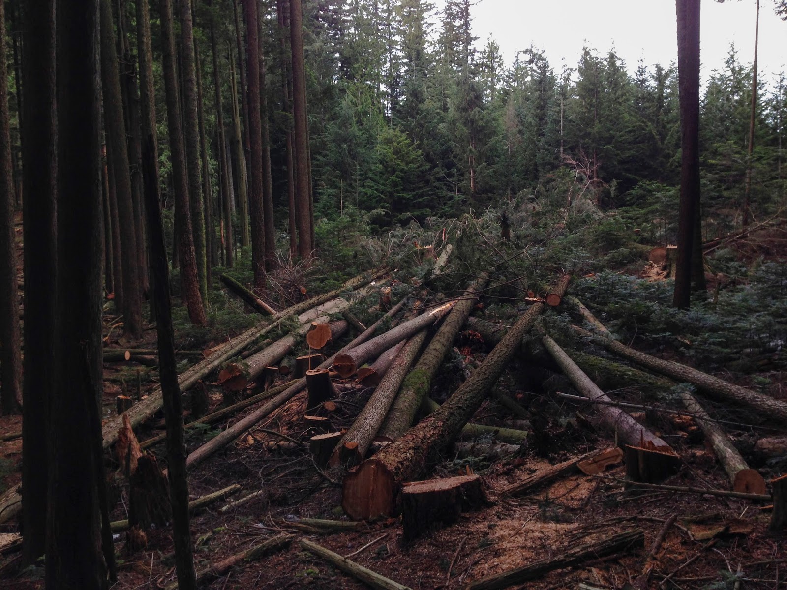 The Hapa Canadian: Dewdney Grind + Dewdney Peak, BC in November