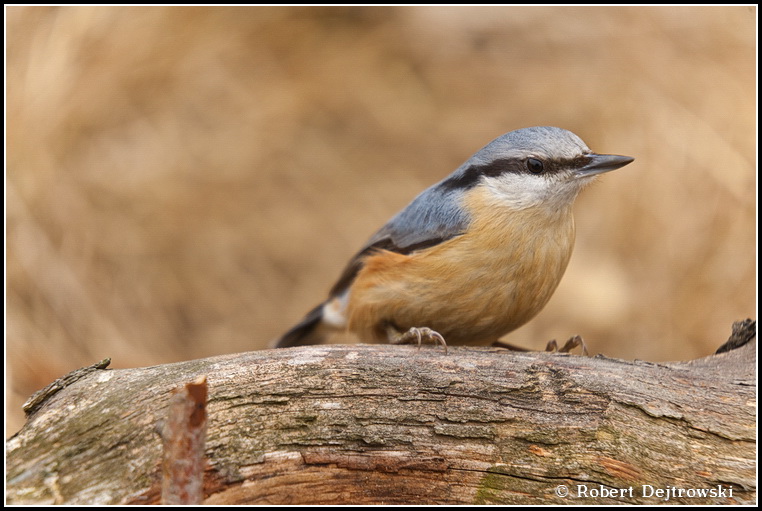 Robert Dejtrowski - Fotografia: Opowieści spod karmnika - kowaliki...