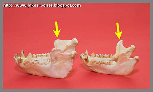 Big box of bones #3: The monkey skulls : Jake's Bones