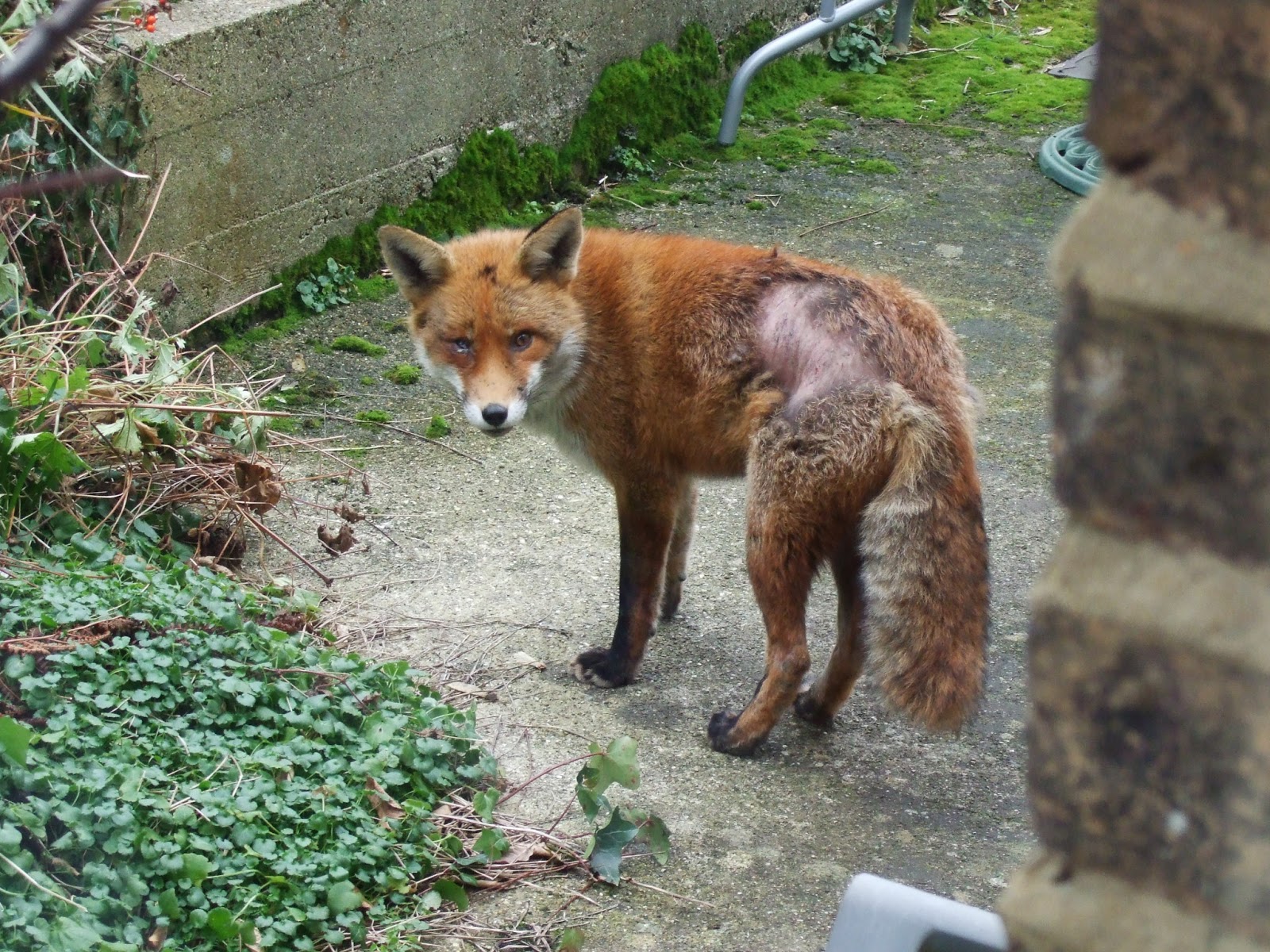 Linden Grove: One Eyed Fox