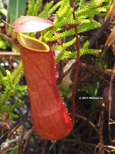 The rainforests of Borneo & Southeast Asia: NEW RECORD!!! Betta ...