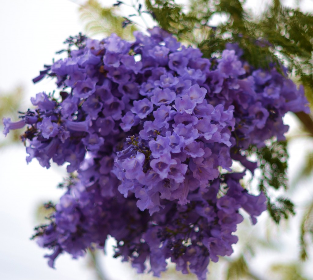 No tan distintos...: LA LEYENDA DEL JACARANDA