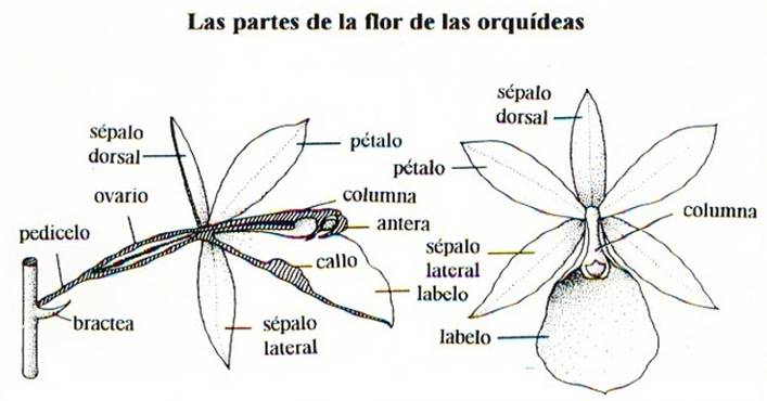 PLANT FAMILIES OF PUERTO RICO AND FLORIDA PAPO VIVES: ORQUIDEAS NATIVAS ...