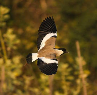 River lapwing images | Birds of India | Bird World