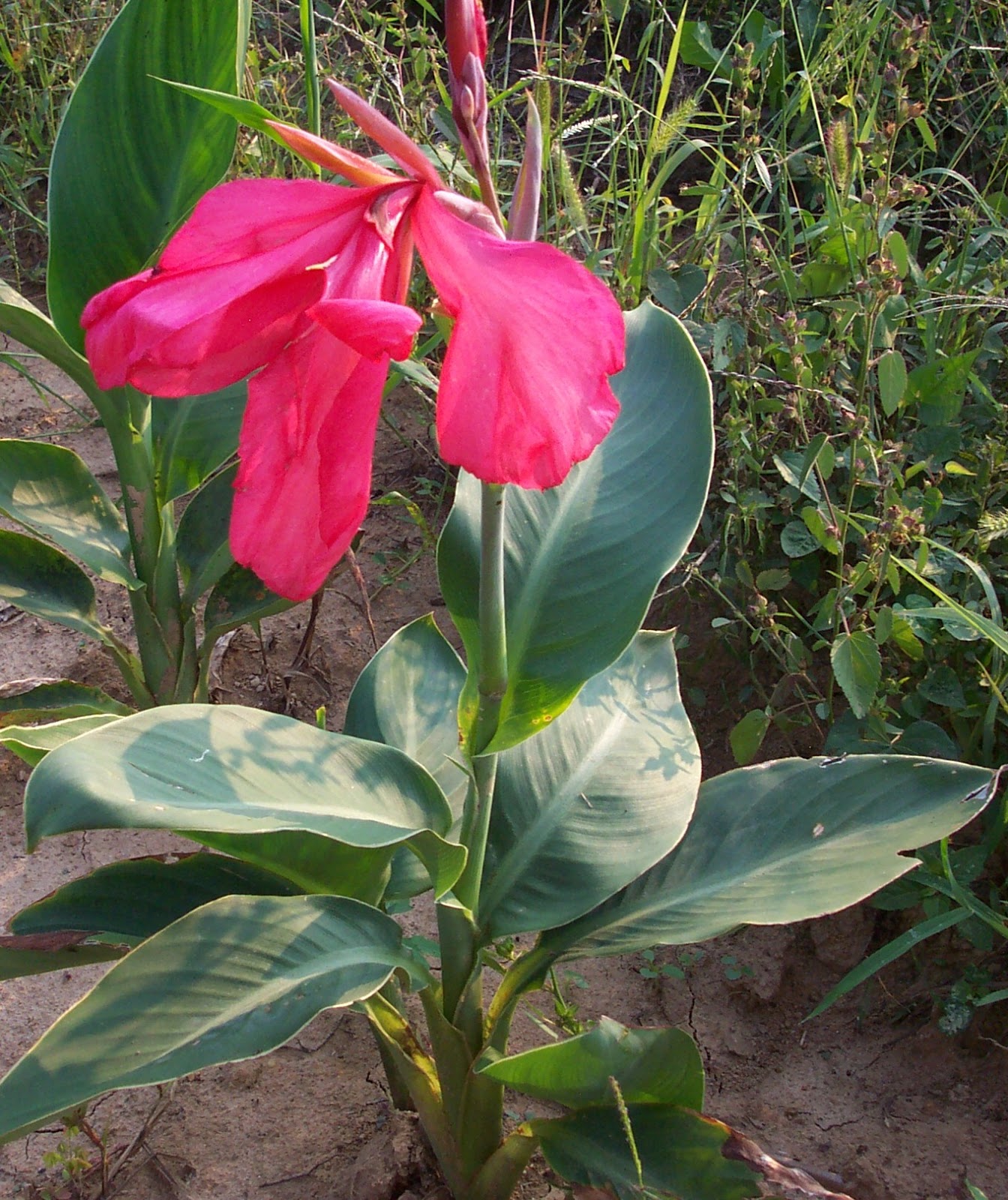 Brian's Botanicals: The Canna Flower