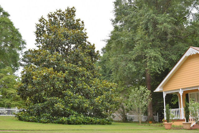 MARIETTE'S BACK TO BASICS: {Magnolia Stages}