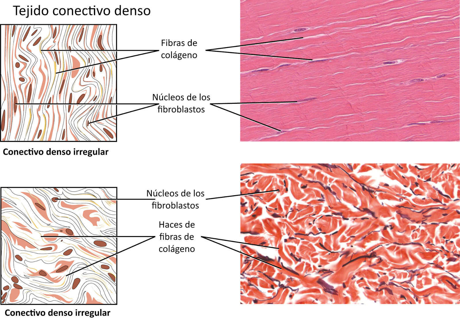 B.log.ia 2.0: El nivel tisular