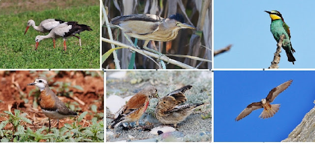 Cyprus Birding Tours And Wildlife Tours Around Cyprus: 1000 Photos of ...