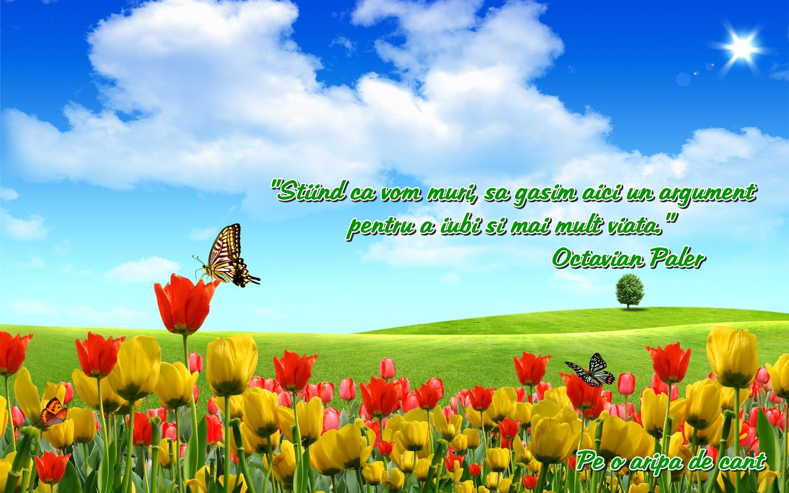 Pe o aripă de cânt: Citate celebre