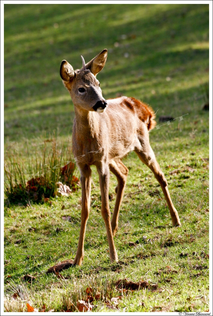 Focus nature: Chevreuil