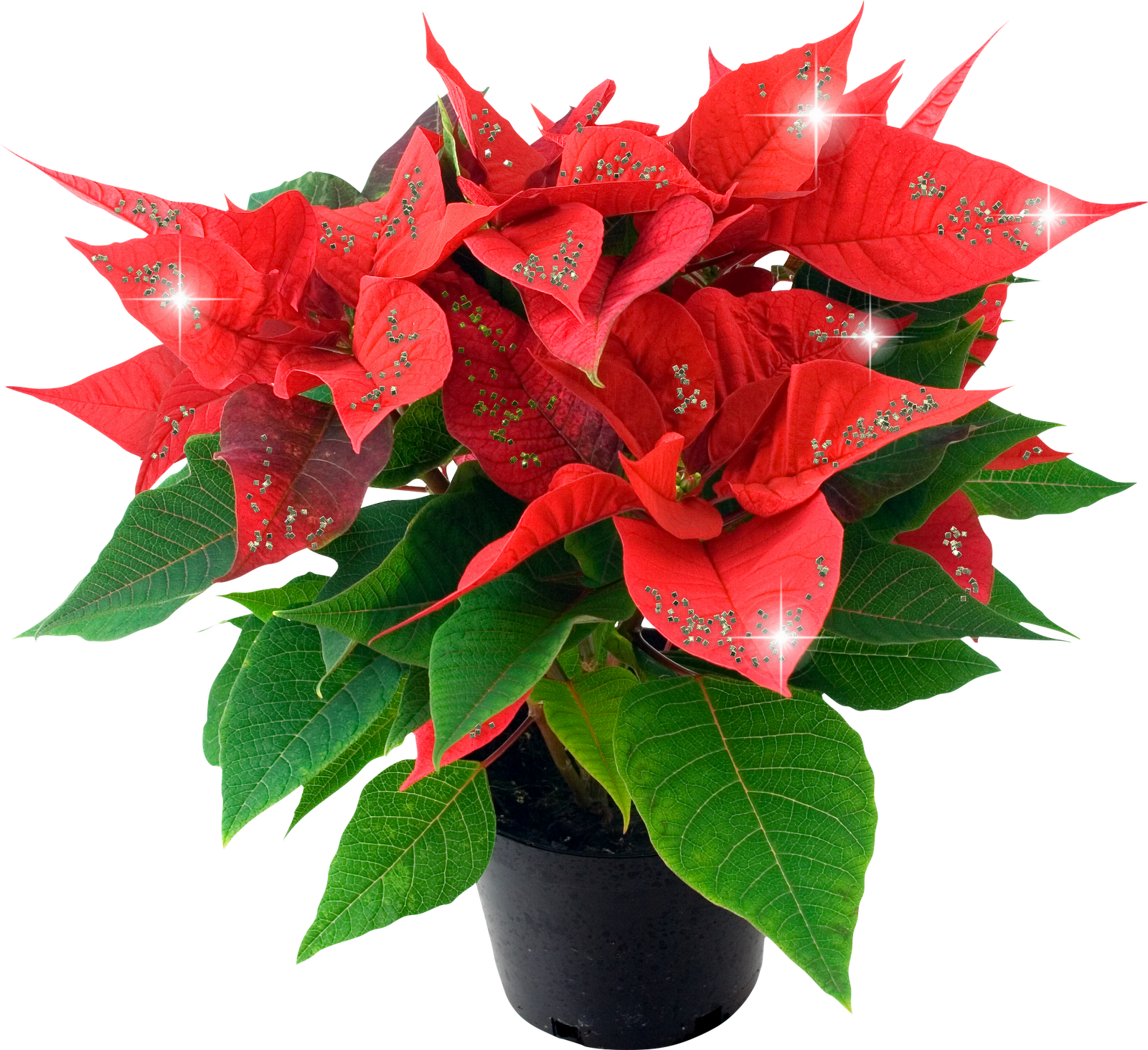 ® Blog Católico Navideño ®: IMÁGENES DE FLORES NAVIDEÑAS